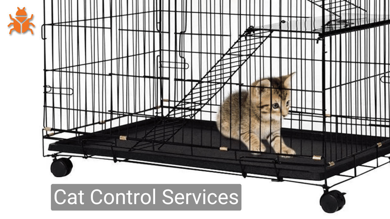 Cat Control Services: Humane and Fast Response