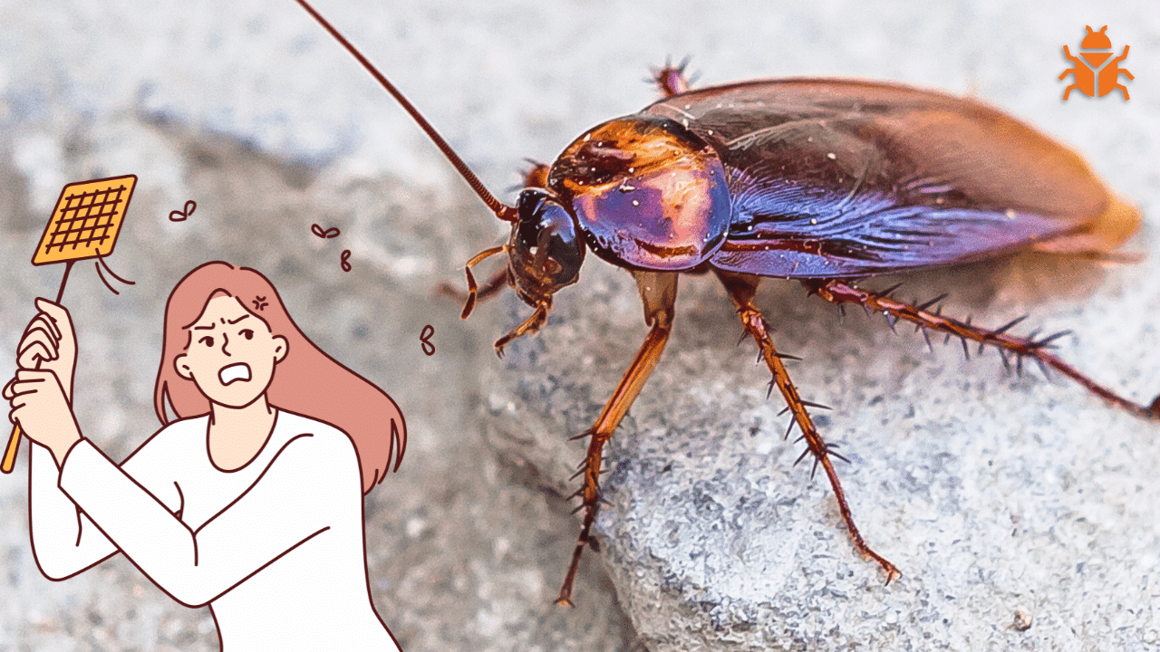 Top Cockroach Control Services in Dubai: Get Rid Fast!