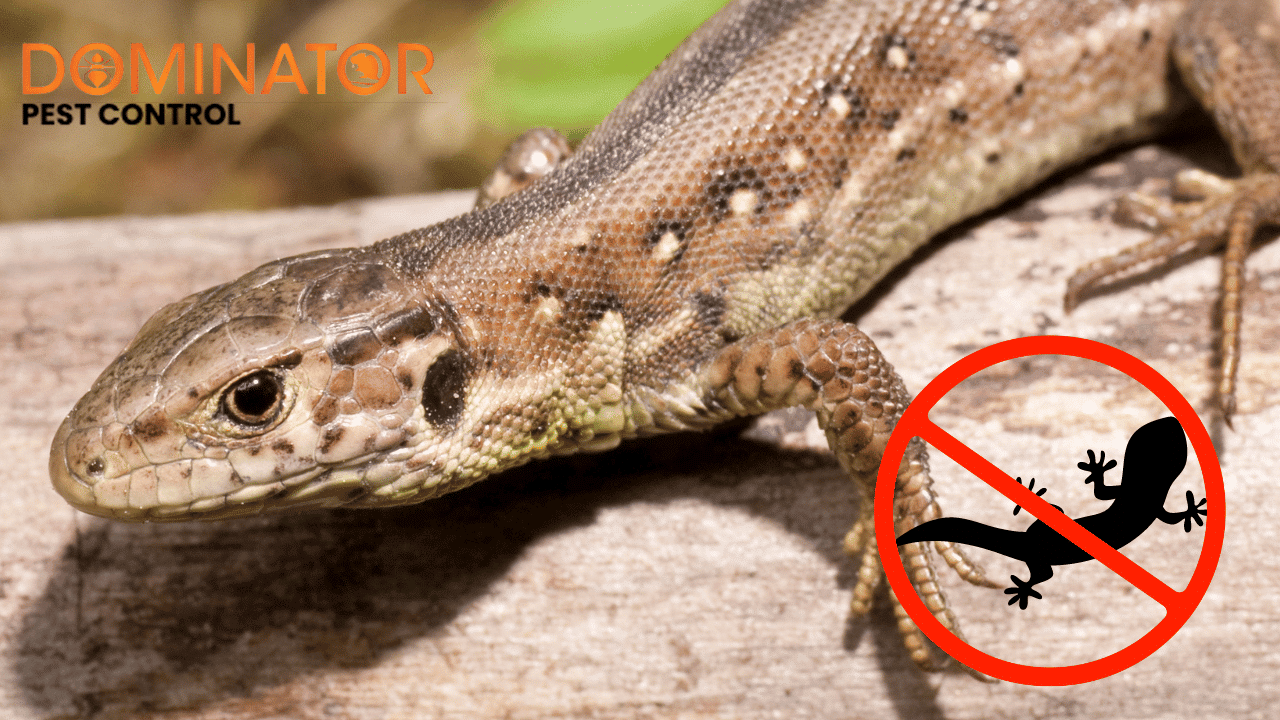 Lizard Pest Control Service: Safe & Effective Solutions