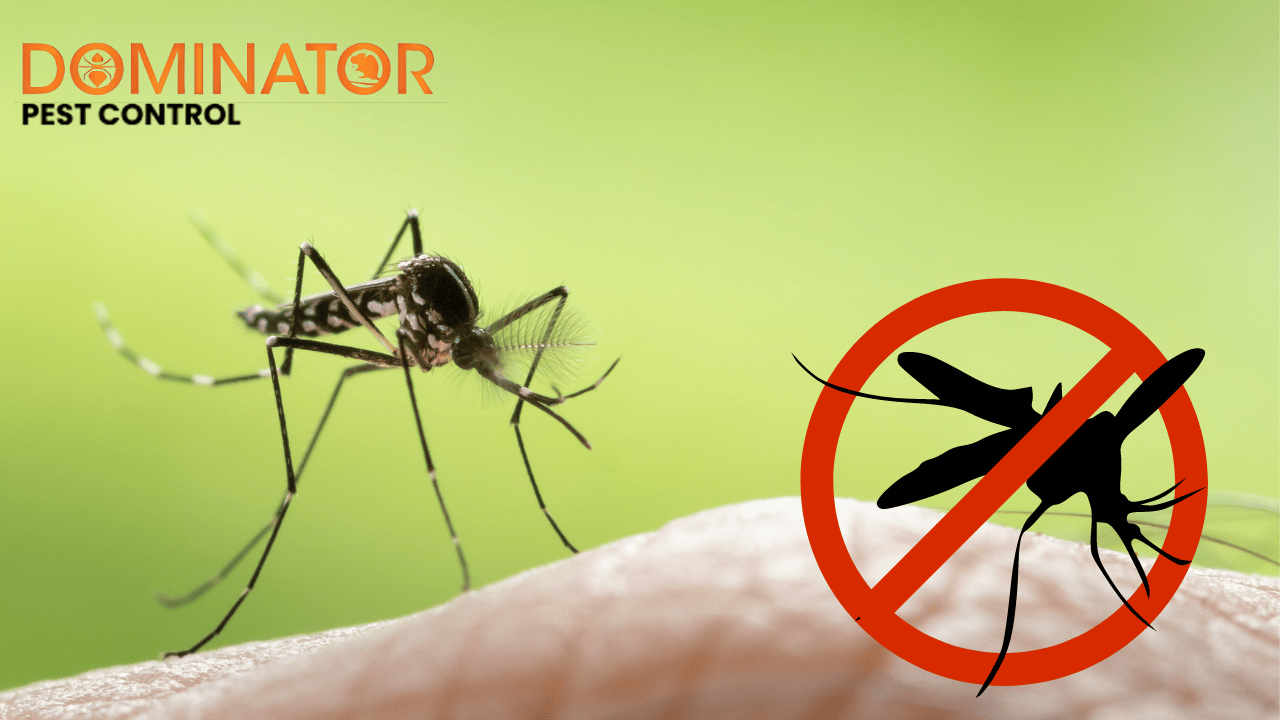 Mosquito Pest Control Service: Safe & Reliable Protection