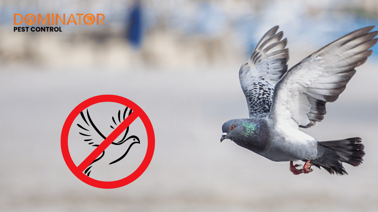 Expert Pigeon Control Service Dubai | Dominator Pest Control