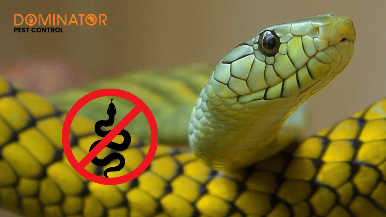 Best Snake Control Services in Dubai | Safe Solutions
