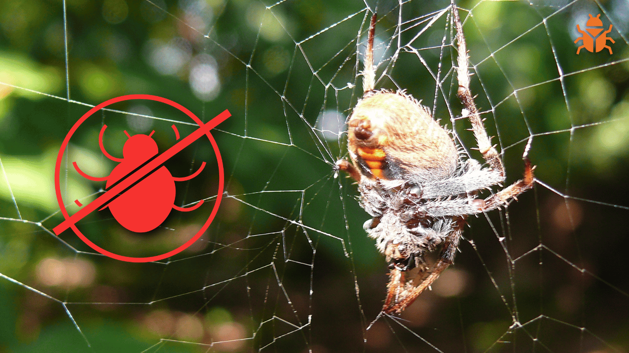 Spider Pest Control Service: Say Goodbye to Spiders Today